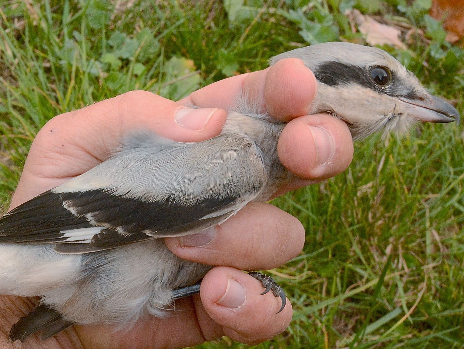 Srokosz ofiary nabija na ciernie. Pierwsza obserwacja w Polsce w ...