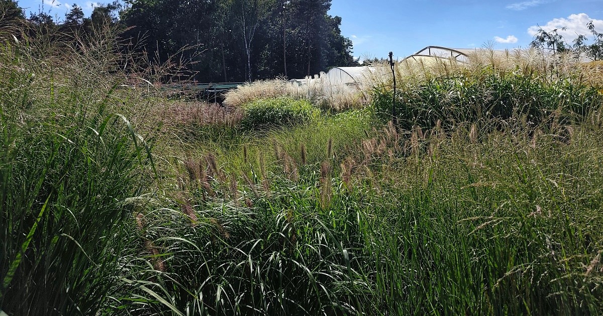 Zapraszamy na Święto Traw Ozdobnych w GARDEO